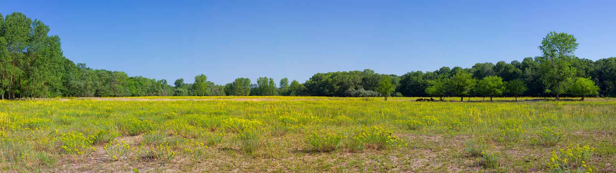 Geophysical surveying and mapping services (geology engineering other)